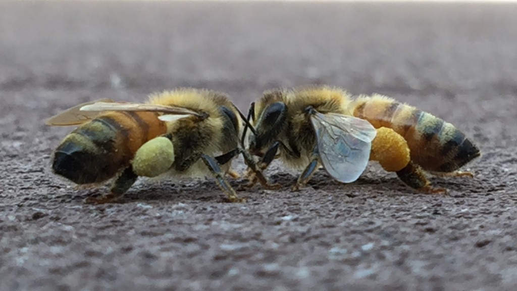 Mentorship Program | Milwaukee Waukesha Beekeepers Association