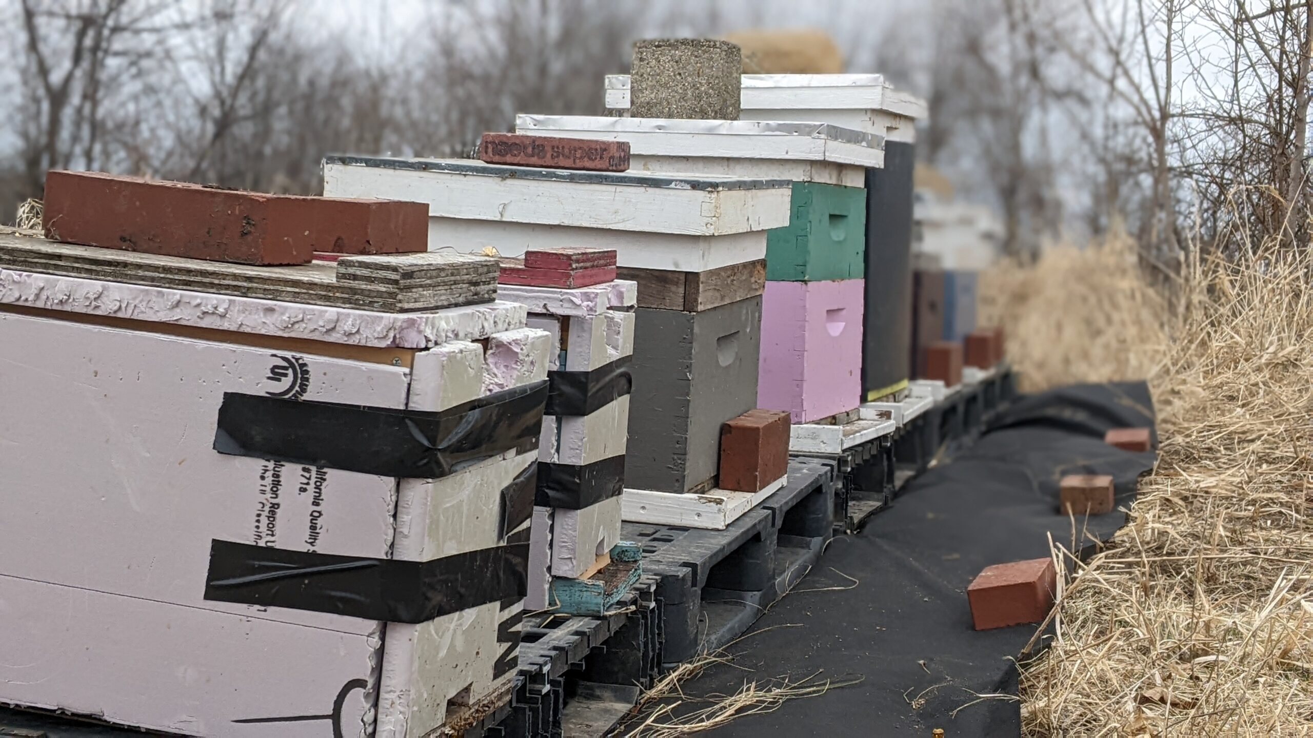 PXL_20220326_213641052.PORTRAIT | Milwaukee Waukesha Beekeepers Association