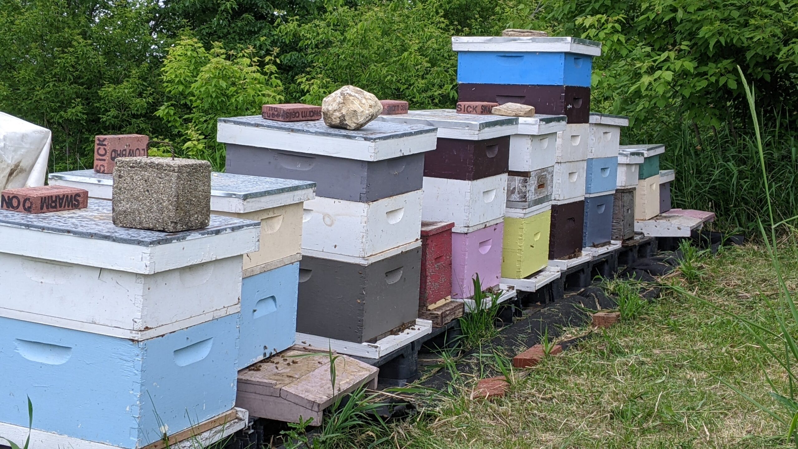 PXL_20220604_205805707 | Milwaukee Waukesha Beekeepers Association